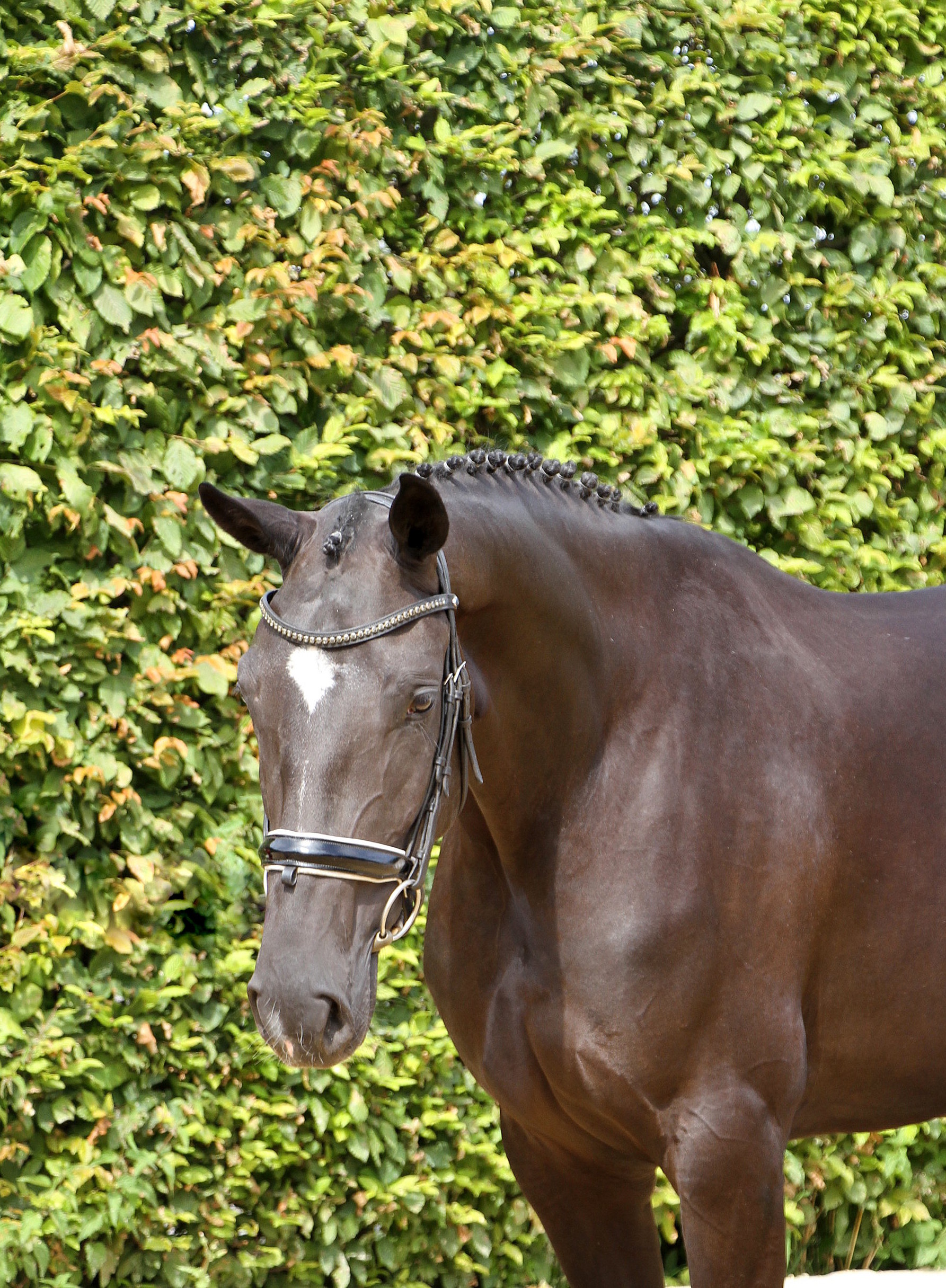 IB Pferde | Dressurpferde | IB Berger Reit- und Turnierpferde GmbH